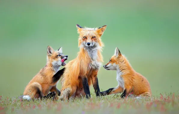 Download wallpaper glade, Fox, three, Fox, kids, trio, mom, Fox ...