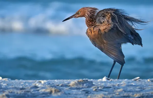 Wallpaper nature, the wind, bird for mobile and desktop, section ...