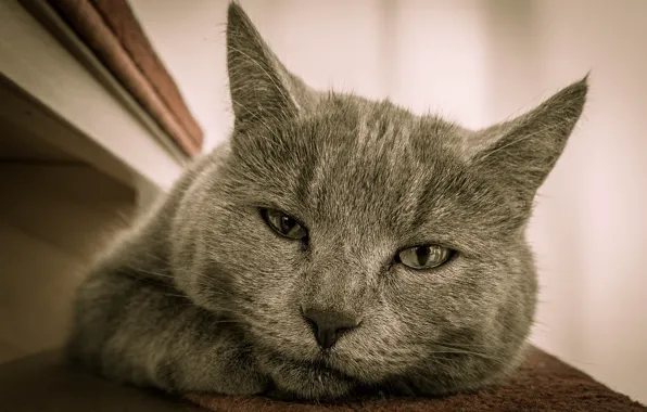 Download wallpaper eyes, mustache, Koshak, Tomcat, pug, section cats in ...