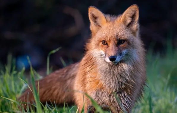 Download wallpaper portrait, the dark background, look, light, face ...