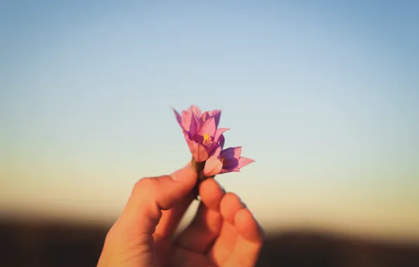 Wallpaper flower, bokeh, hand for mobile and desktop, section цветы ...