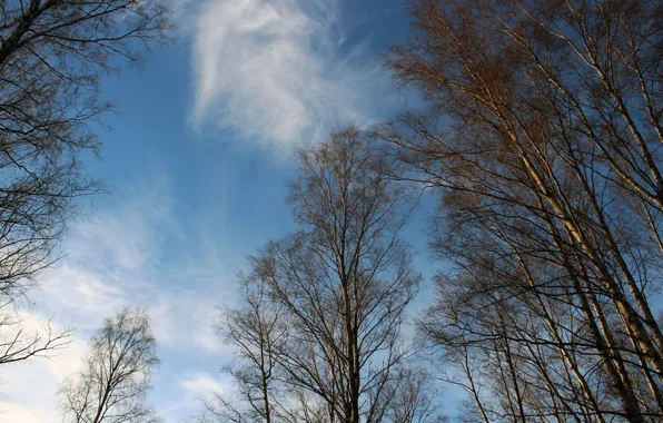 Wallpaper the sky, clouds, trees, landscape, nature, real photo for ...