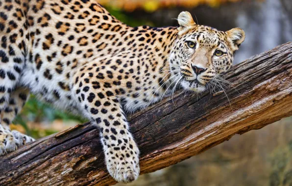 Wallpaper look, pose, leopard for mobile and desktop, section кошки ...