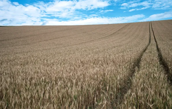 Download wallpaper field, summer, ears, section nature in resolution ...