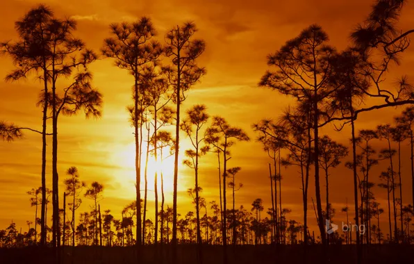 Wallpaper the sky, clouds, trees, sunset, FL, USA, Everglades National ...