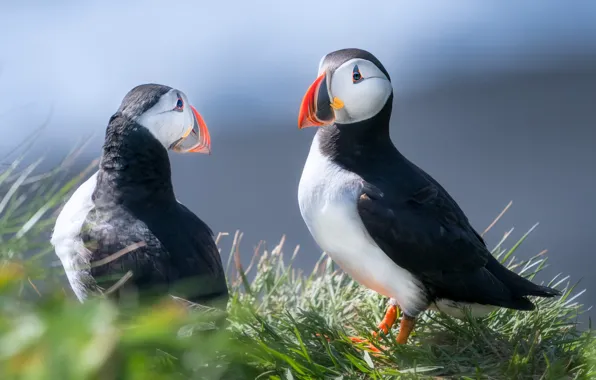 Wallpaper birds, stalled, a couple, stubs, two birds for mobile and ...