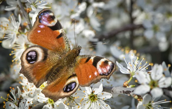 Wallpaper flowers, spring, butterfly for mobile and desktop, section ...