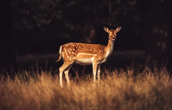 Wallpaper nature, the dark background, deer for mobile and desktop ...