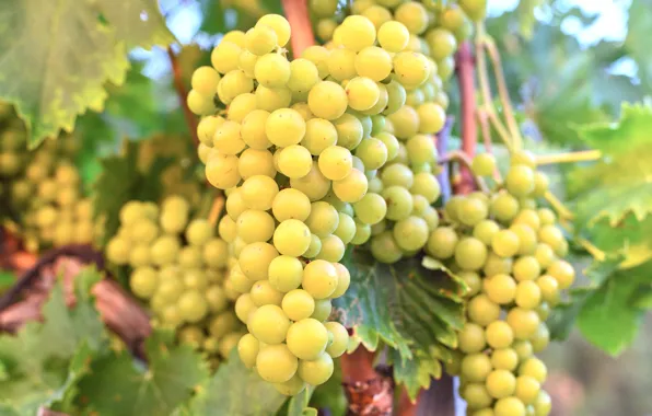 Download wallpaper leaves, nature, garden, grapes, vineyard, bunch of ...