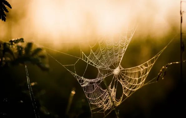 Wallpaper nature, background, web for mobile and desktop, section ...