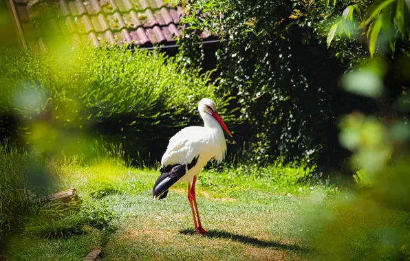 Wallpaper light, nature, bird, stork, bokeh images for desktop, section животные - download