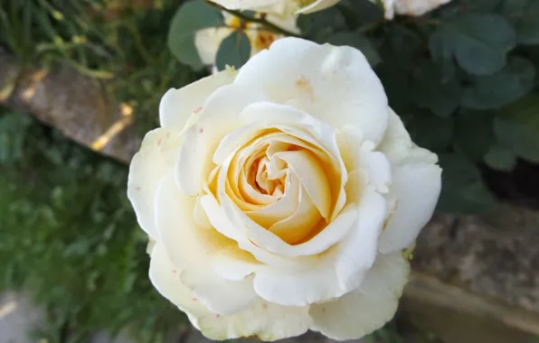 Wallpaper flowers, nature, rose, white rose for mobile and desktop ...