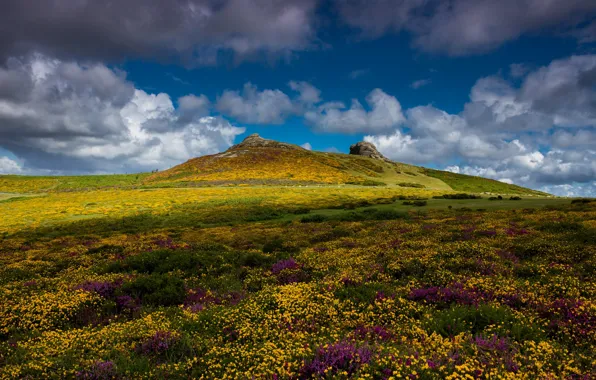 Wallpaper grass, clouds, flowers, hills, England, Devon for mobile and ...
