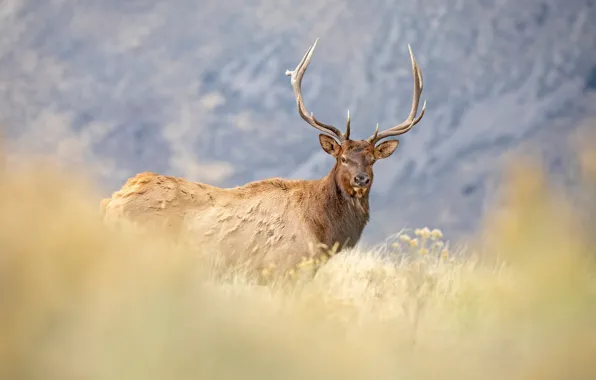 Download wallpaper grass, look, face, mountains, background, deer ...