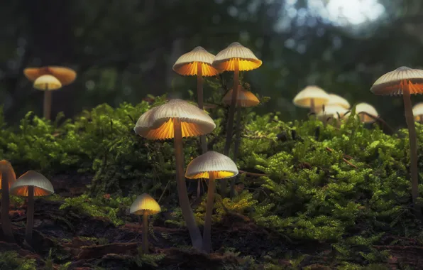 Wallpaper nature, mushrooms, family for mobile and desktop, section ...