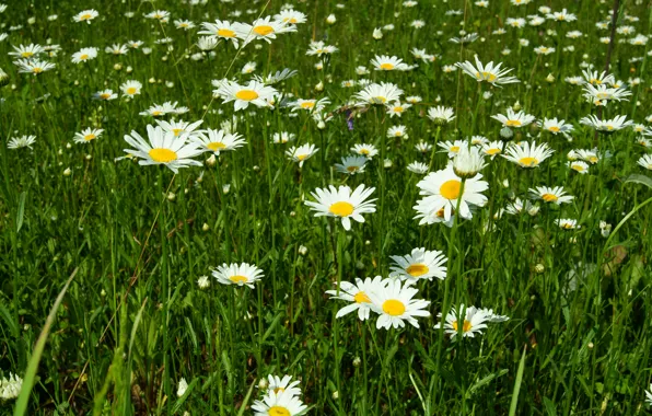 Wallpaper summer, grass, glade, chamomile for mobile and desktop ...