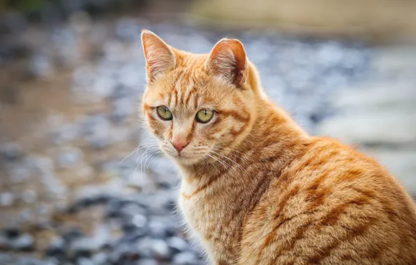 Download wallpaper cat, cat, red, section cats in resolution 1920x1080