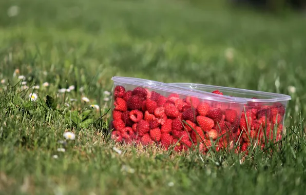 Wallpaper greens, summer, grass, flowers, nature, berries, raspberry ...