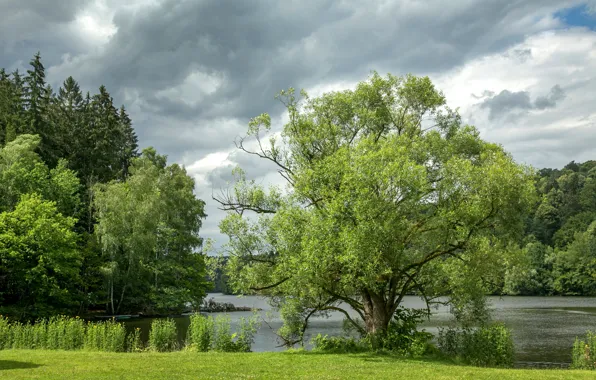 Download Wallpaper Greens Summer Grass The Sun Clouds Trees River