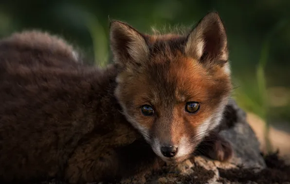 Wallpaper look, portrait, Fox, face, Fox for mobile and desktop ...