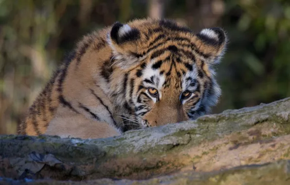 Wallpaper look, face, tiger, portrait, log, Peeps, tiger for mobile and ...