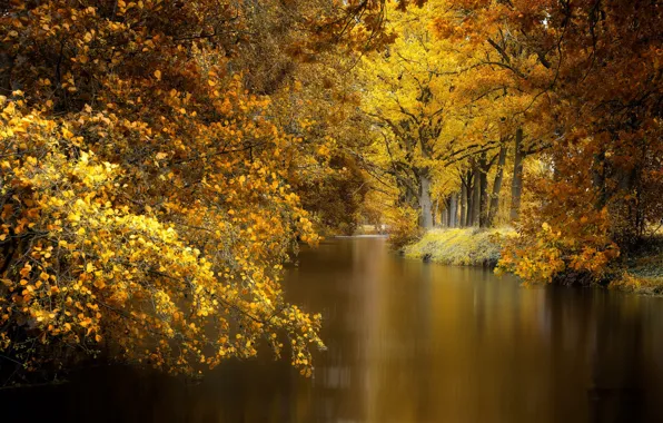 Wallpaper autumn, nature, Park for mobile and desktop, section природа ...