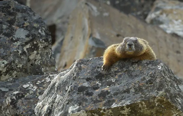 Wallpaper Wyoming, USA, marmot, Yellowstone National Park, baybak ...