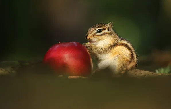 Wallpaper apples, Chipmunk, rodent for mobile and desktop, section ...