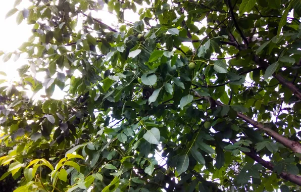 Wallpaper garden, august, walnut tree for mobile and desktop, section ...