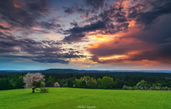Wallpaper field, landscape, clouds, nature, tree, Poland, forest ...