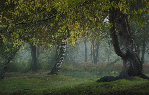 Download wallpaper autumn, forest, nature, section nature in resolution ...