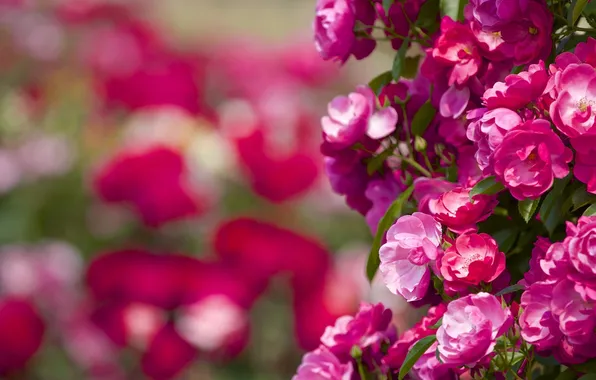 Wallpaper summer, flowers, roses, pink for mobile and desktop, section ...