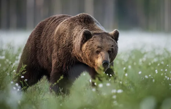 Wallpaper look, face, nature, pose, bear for mobile and desktop ...