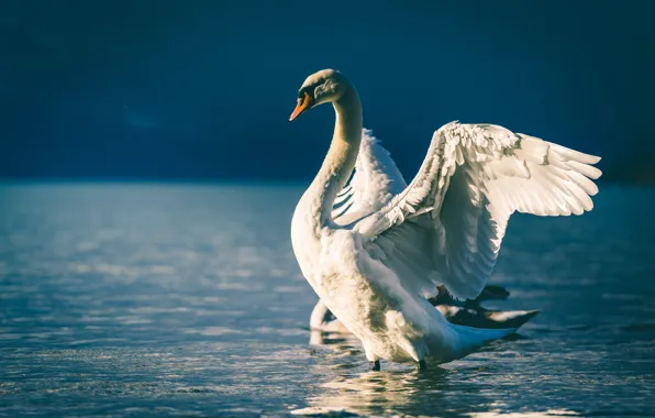 Wallpaper white, light, pose, bird, Swan, pond, blue background, flap ...