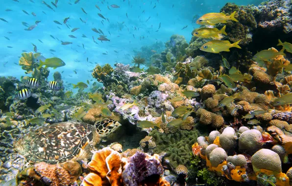 Download wallpaper photo, Nature, Fish, Sea, Stones, Corals, Shell ...