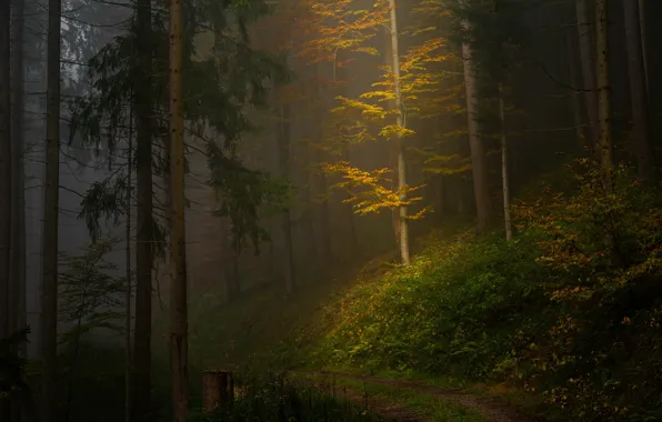 Download wallpaper autumn, forest, nature, section nature in resolution ...