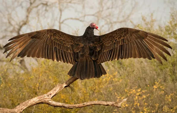 Wallpaper bird, Grif, wingspan for mobile and desktop, section животные ...