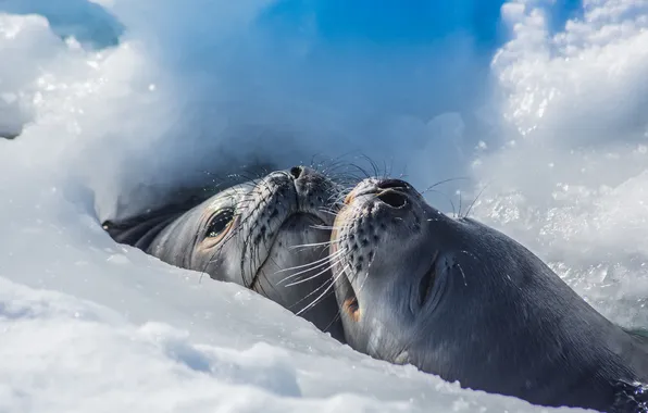 Wallpaper ice, winter, snow, seal, spout, face, a couple for mobile and ...