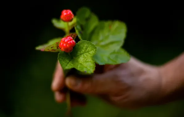 Wallpaper macro, berry, cloudberry, bokeh, Cloudberries for mobile and ...