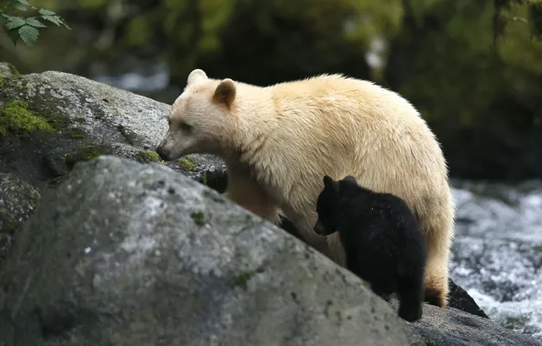 Wallpaper British Columbia, animal, wildlife, black bear, Kermode bear ...