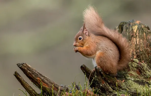 Download wallpaper nature, pose, stump, protein, tail, profile, section ...