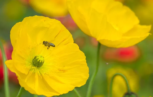 Download wallpaper bee, Mac, petals, insect, section flowers in ...