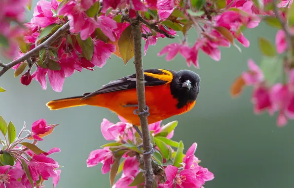 Wallpaper flowers, branches, bird, spring, flowering, Oriole, Baltimore ...