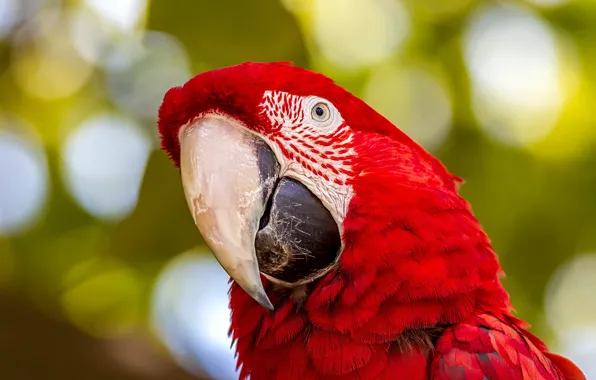 Wallpaper look, red, portrait, parrot, bokeh, Ara for mobile and ...
