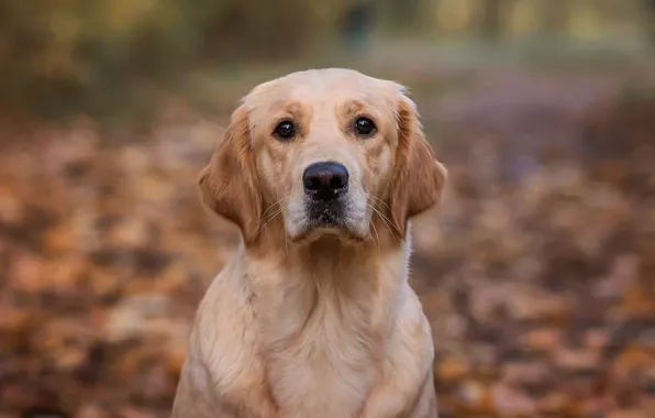 Wallpaper autumn, look, face, Park, portrait, dog, bokeh, Retriever for ...