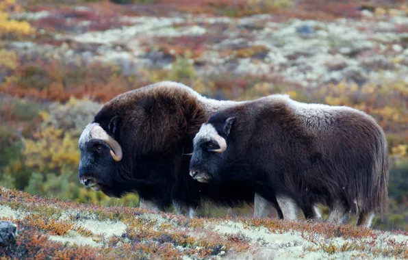 Wallpaper nature, pair, two, bulls, bull, musk ox, musk ox for mobile ...