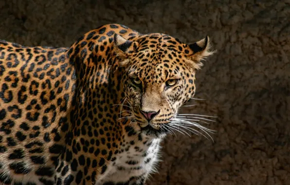 Wallpaper look, background, leopard images for desktop, section кошки ...