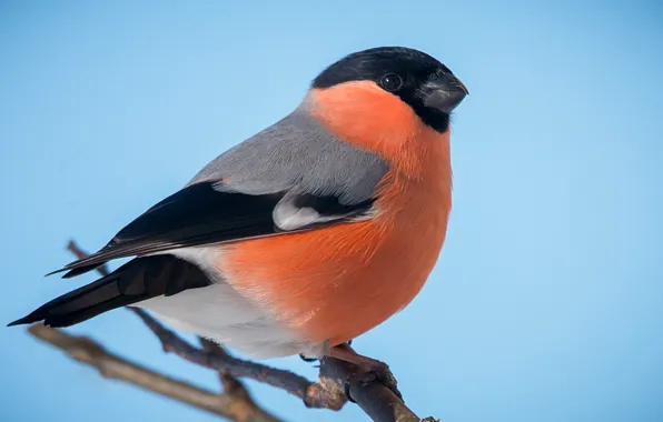 Wallpaper bird, bullfinch, breast images for desktop, section животные ...