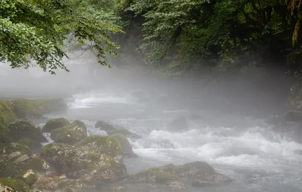 Wallpaper forest, nature, river, stones for mobile and desktop, section ...