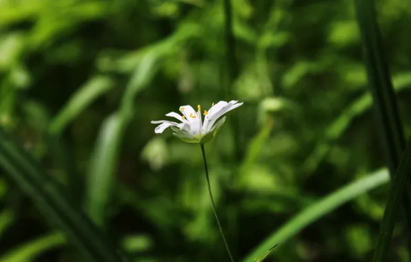Wallpaper greens, summer, flowers, Russia for mobile and desktop ...